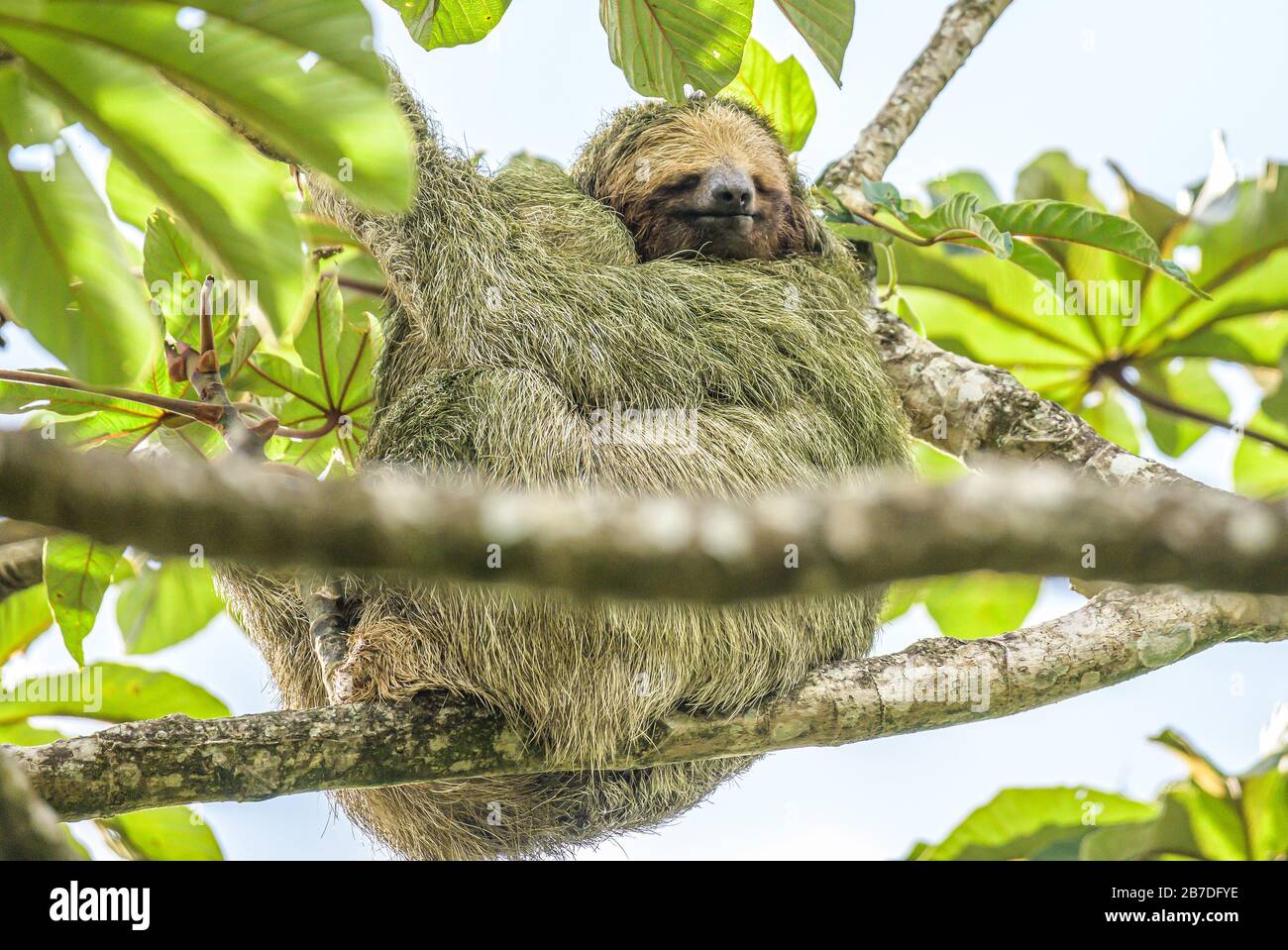 Cute baby animal sloth hi-res stock photography and images - Alamy