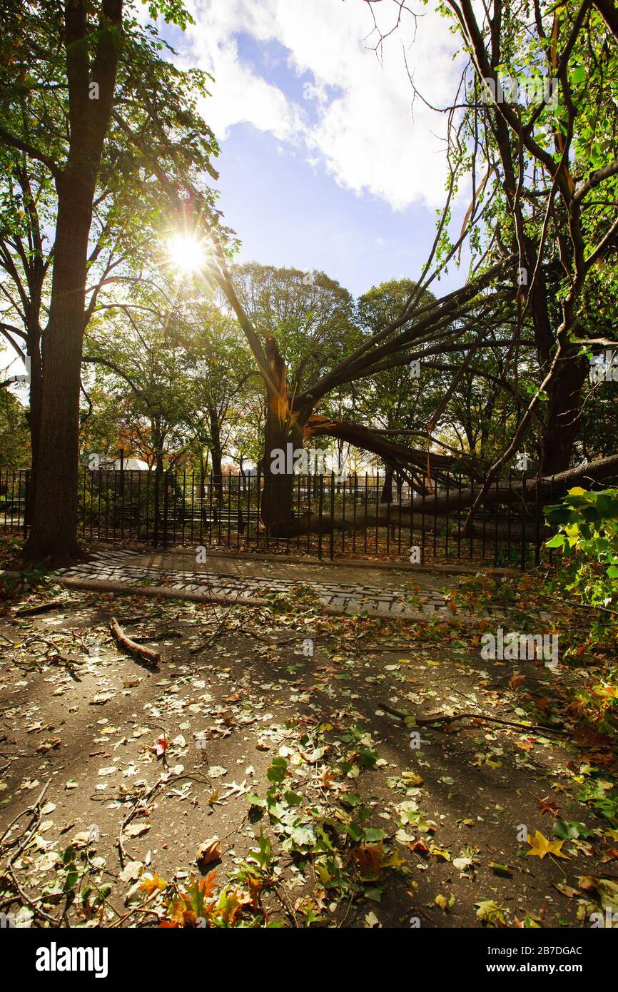 Extreme bent tree hi-res stock photography and images - Alamy