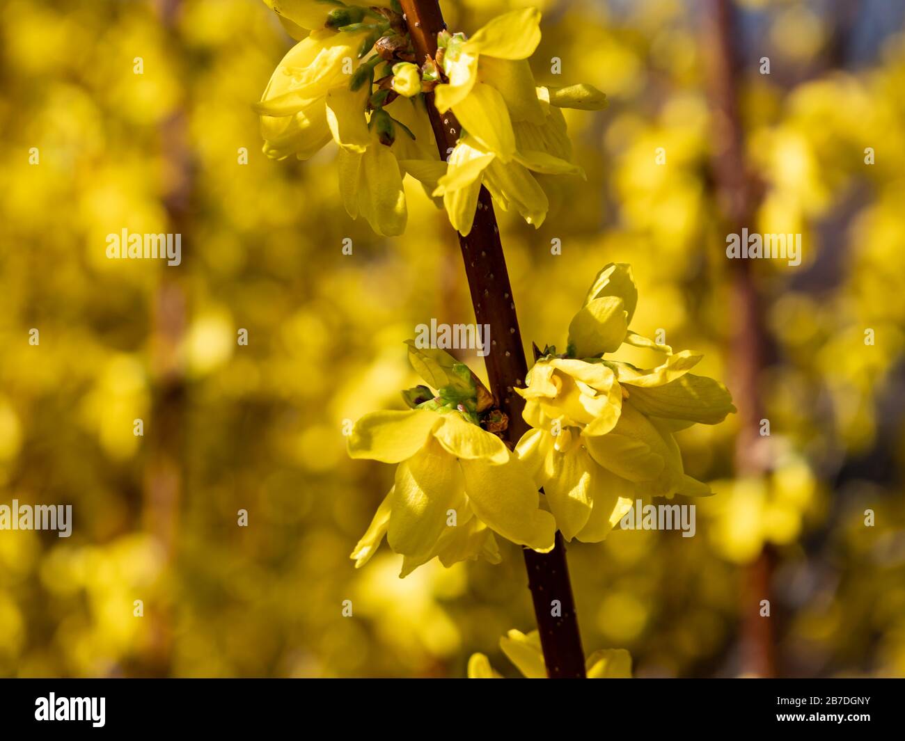Forsythia flowers in spring background Stock Photo - Alamy