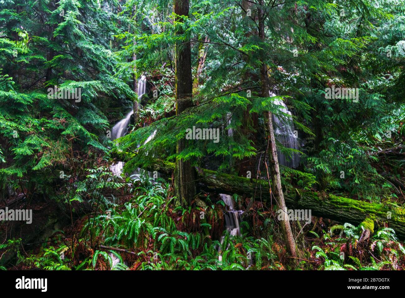 Waterfall forms during heady rainstorm in the Pacific Northwest Stock ...