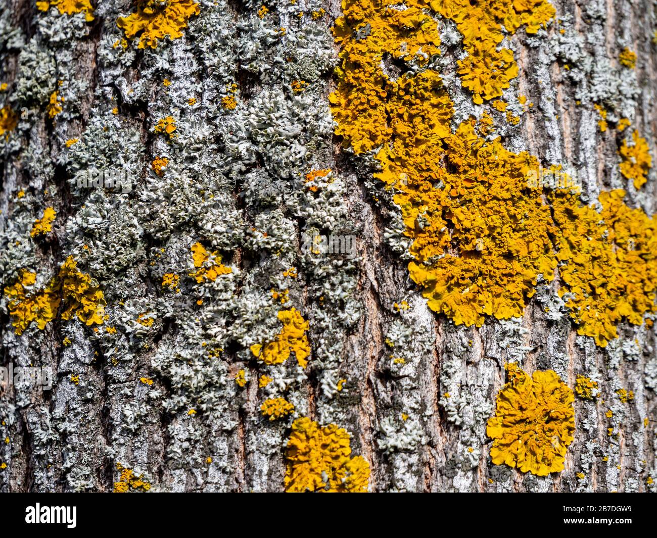 Tree lichen on a tree trunk Stock Photo - Alamy