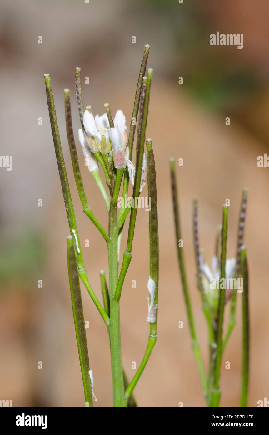 Hairy Bittercress, Cardamine hirsuta Stock Photo - Alamy