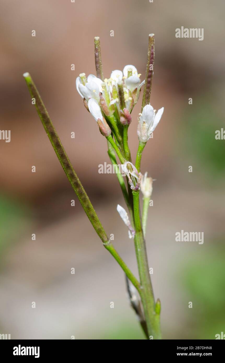 Hairy Bittercress, Cardamine hirsuta Stock Photo - Alamy