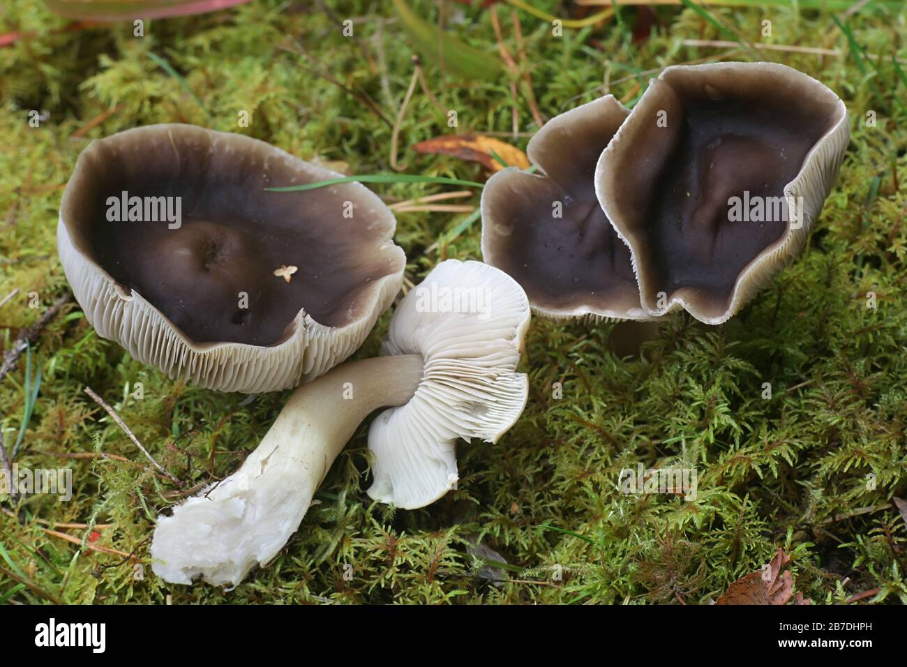 Rhodocollybia butyracea, known as butter cap, wild mushroom from ...
