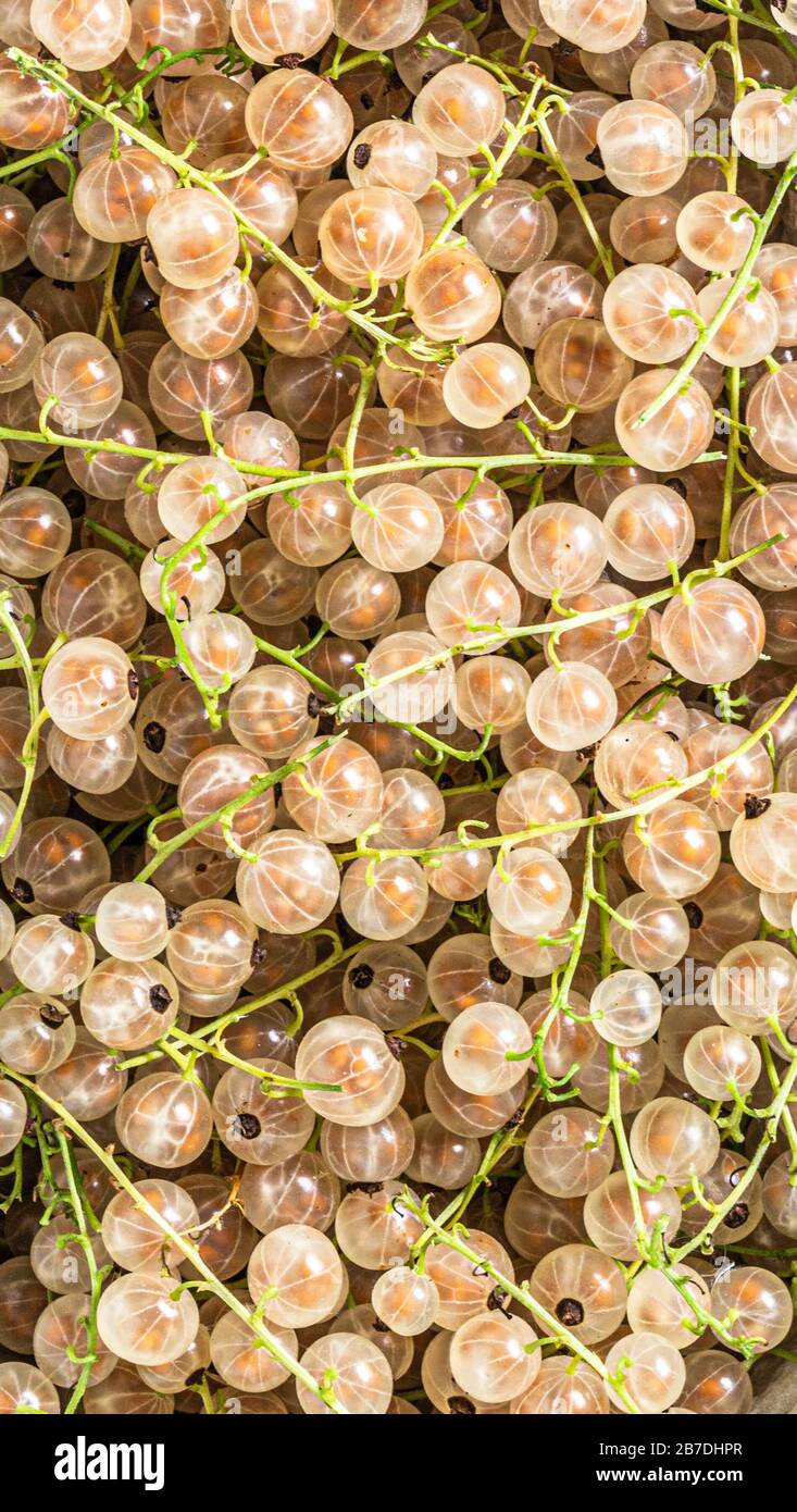White currant closeup photography Stock Photo - Alamy