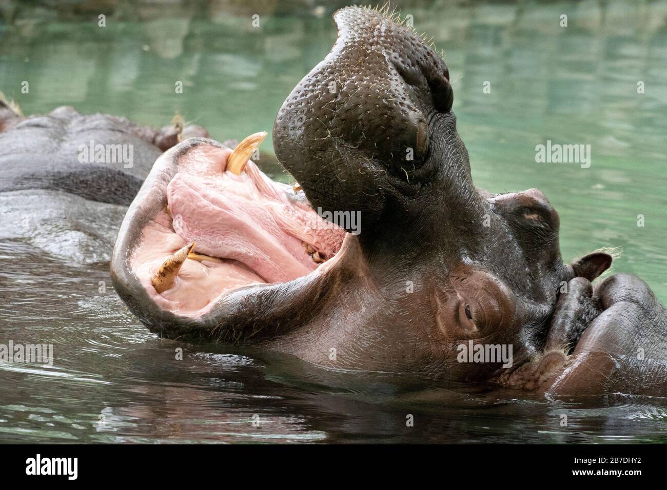 open mouth hippo close up detail portrait Stock Photo - Alamy