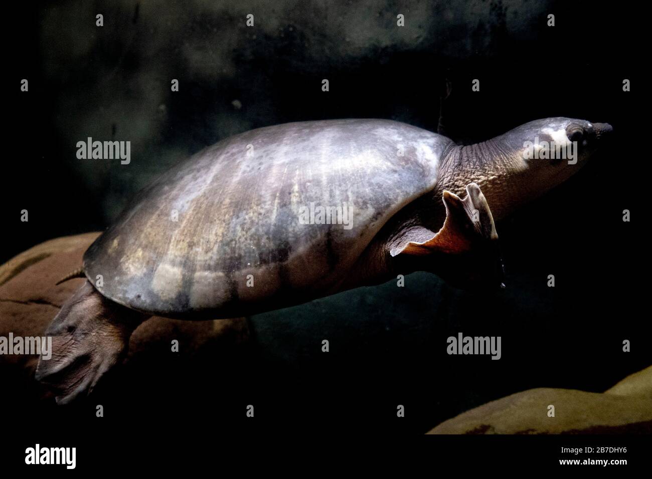 Pig nose turtle underwater close up portrait Stock Photo - Alamy