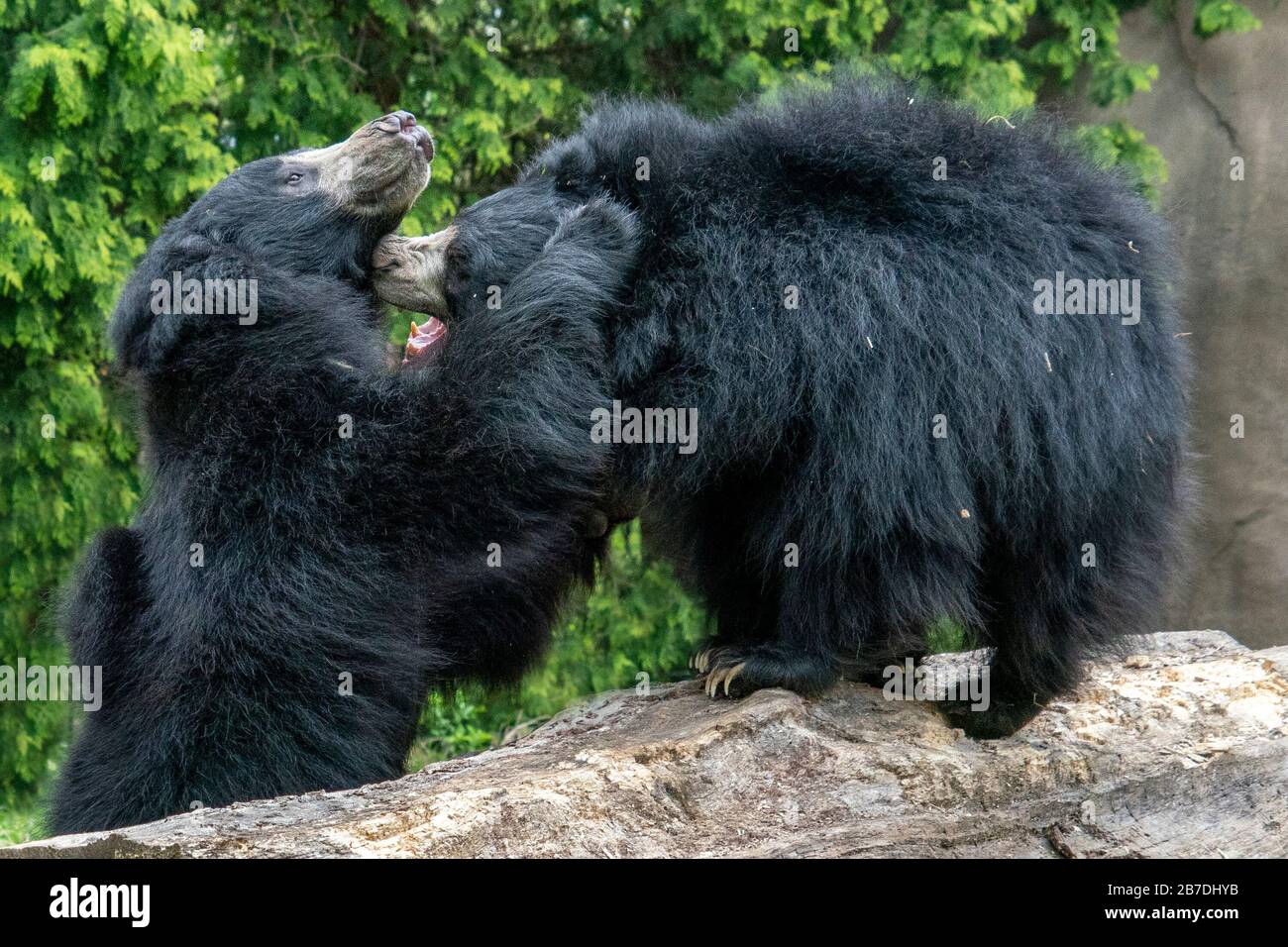 Sloth bears hi-res stock photography and images - Alamy