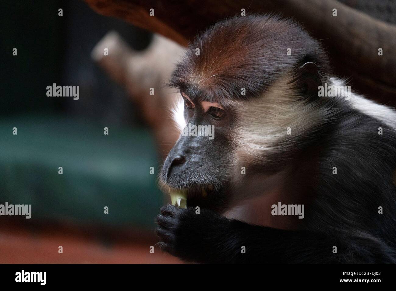 White collared mangabey zoo hi-res stock photography and images - Alamy