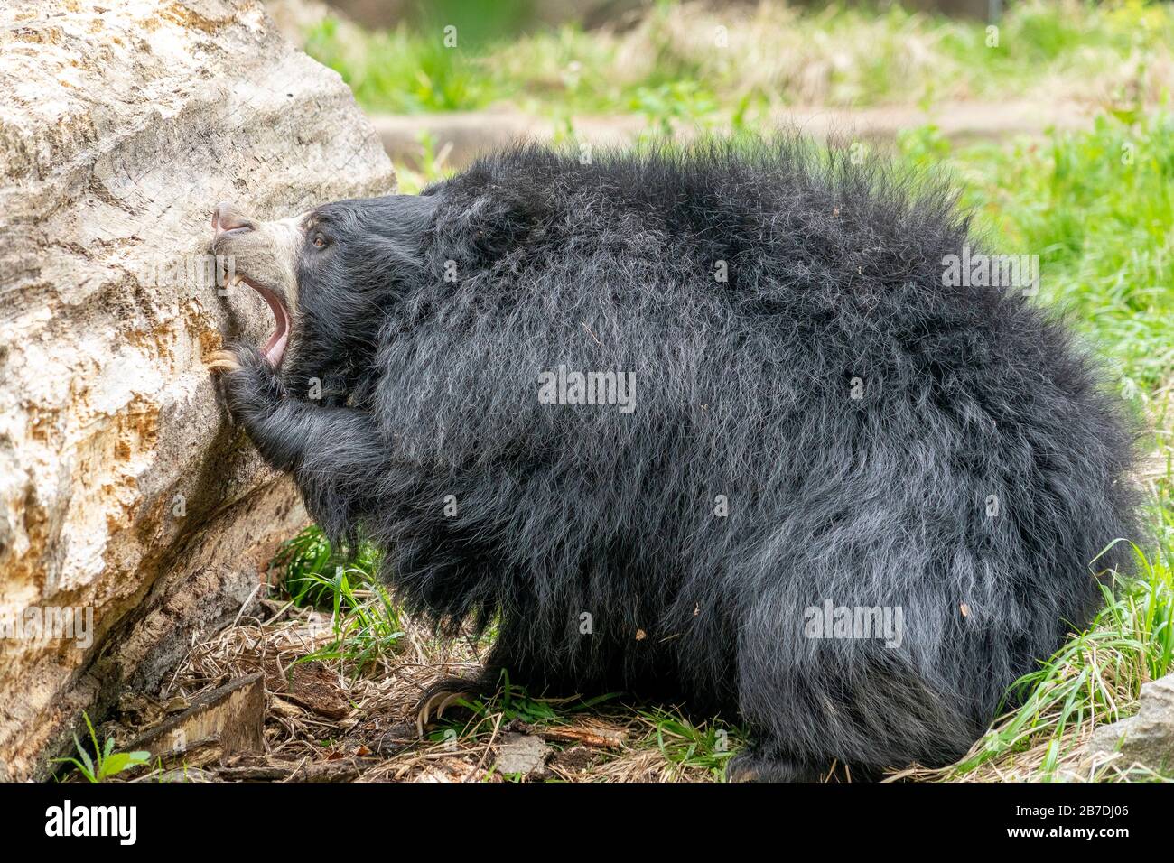 sloth bear digging in wood tree for food detail Stock Photo - Alamy