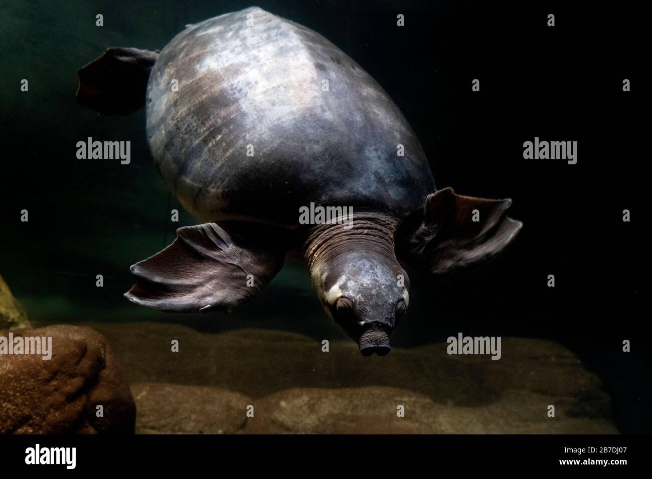 Pig nose turtle underwater close up portrait Stock Photo - Alamy