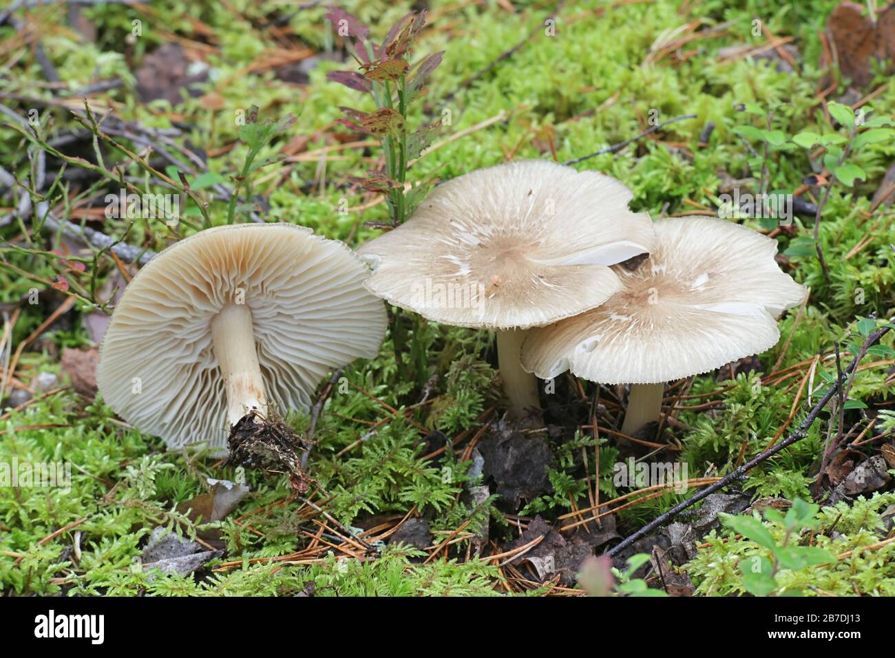 Clitocybula platyphylla (previously Megacollybia platyphylla), known as ...