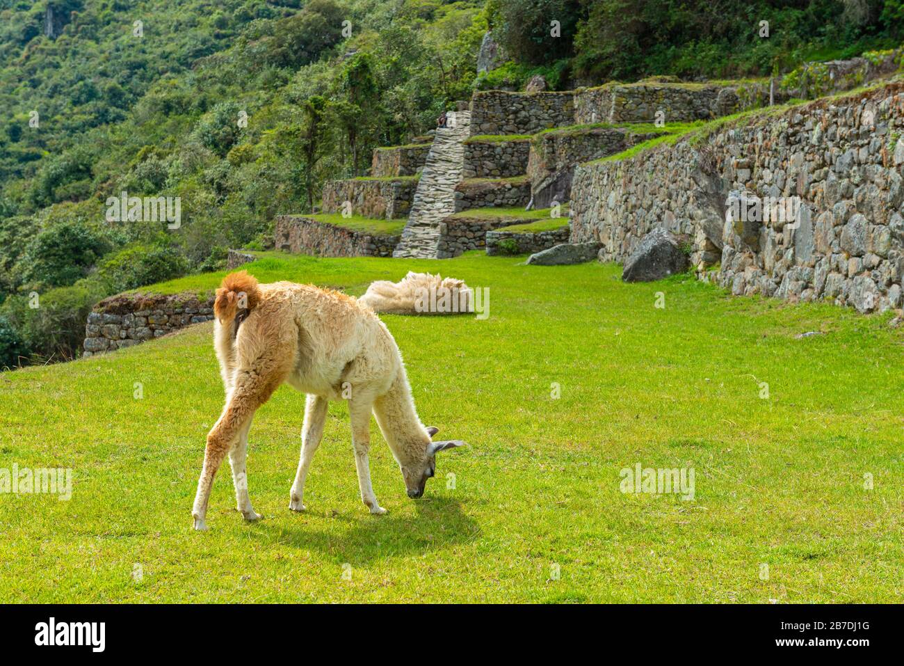 Two Llamas (lama glama) enjoying the fresh grass of the inca ...