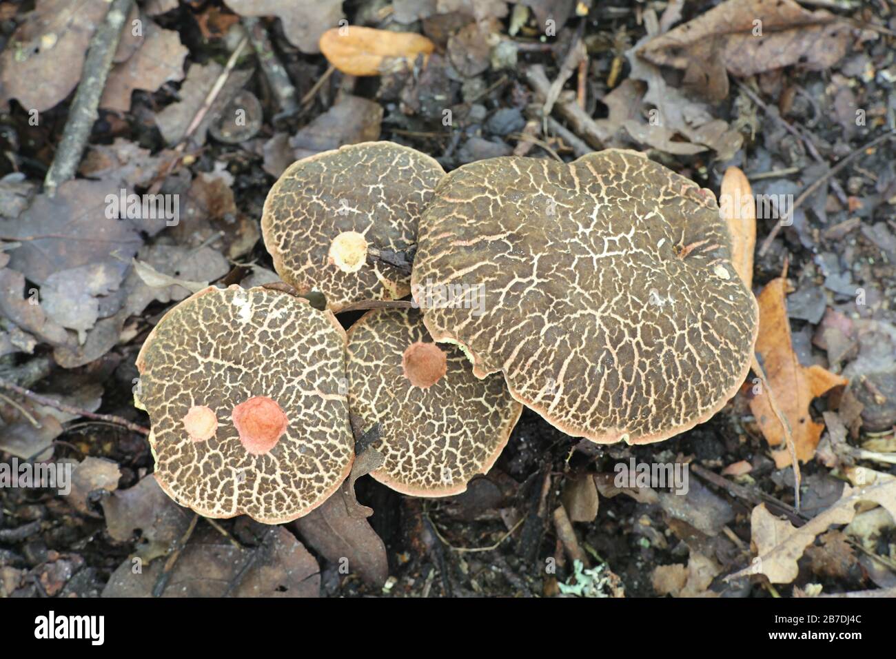 Xerocomellus cisalpinus, the bluefoot bolete, (previously called ...