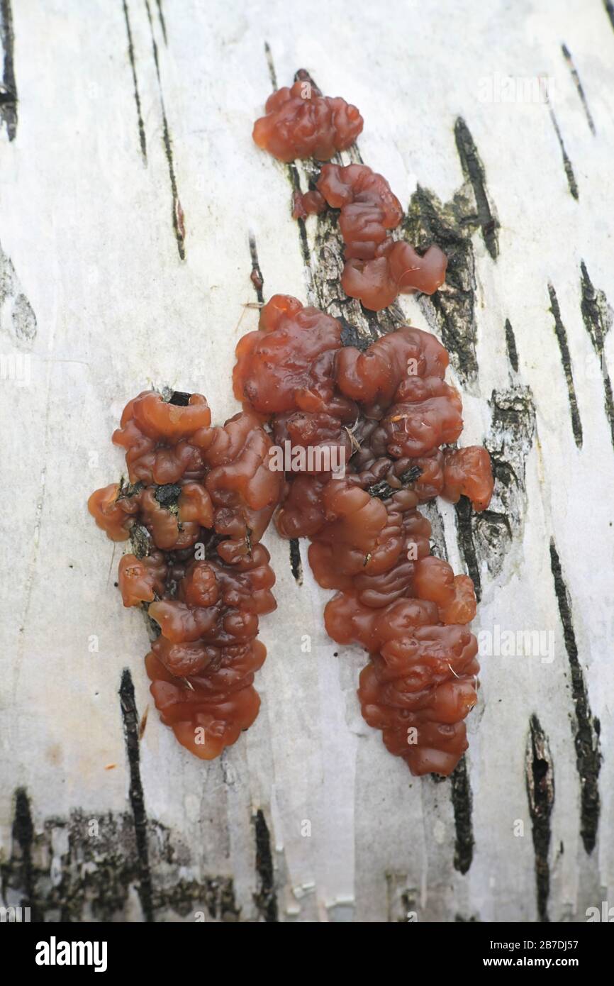 Exidia repanda, commonly known as the Birch Jelly fungus, wild ...