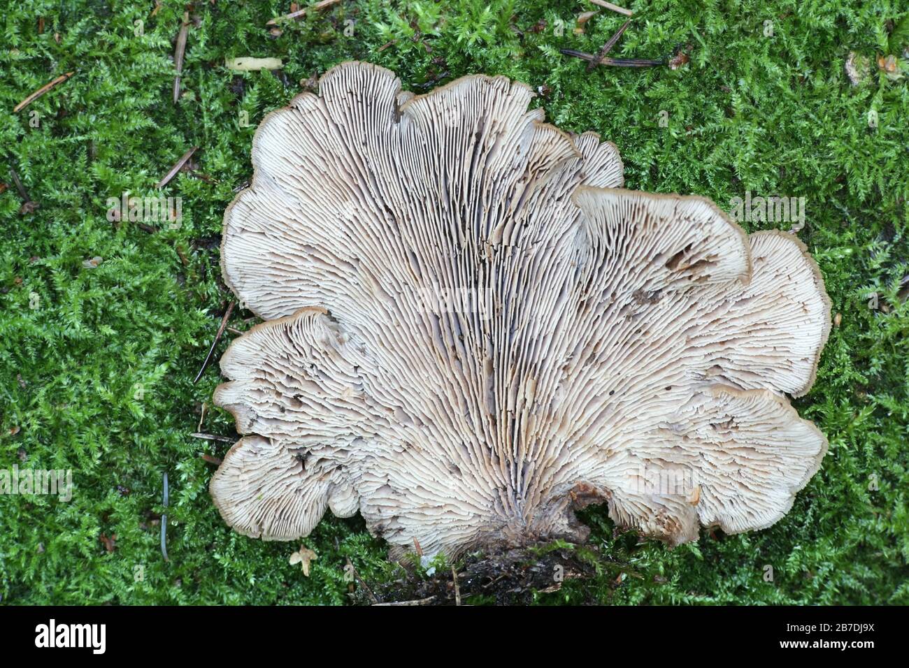 Lamellate High Resolution Stock Photography and Images - Alamy