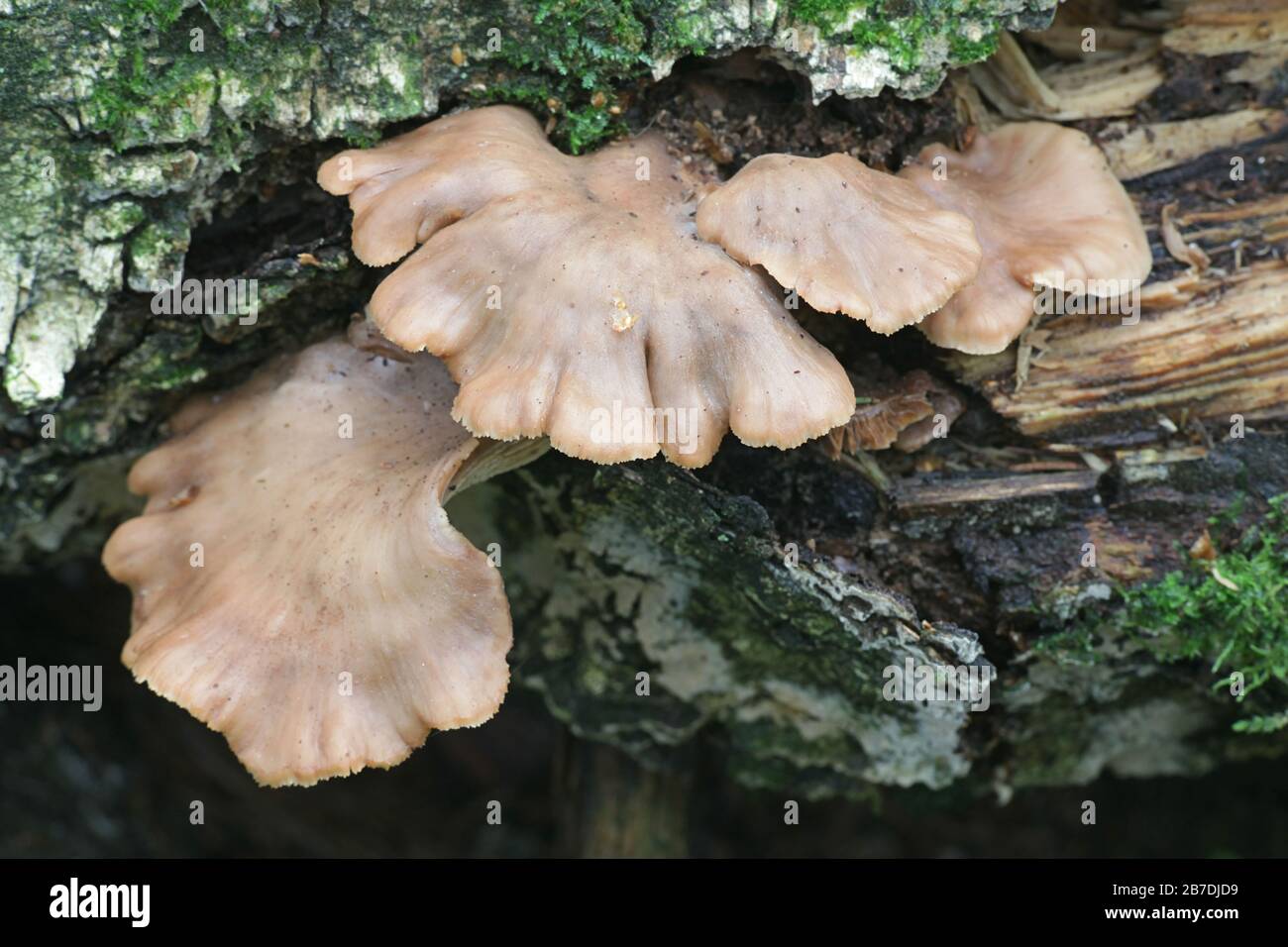 Lentinellus hi-res stock photography and images - Alamy