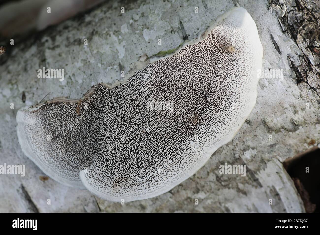 Cerrena unicolor, commonly known as the mossy maze polypore or canker ...