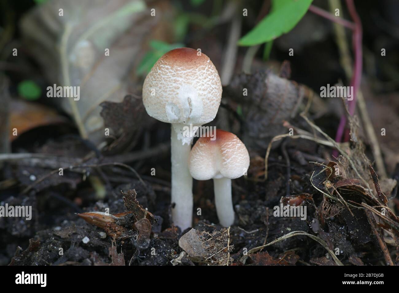 Lepiota felinoides hi-res stock photography and images - Alamy