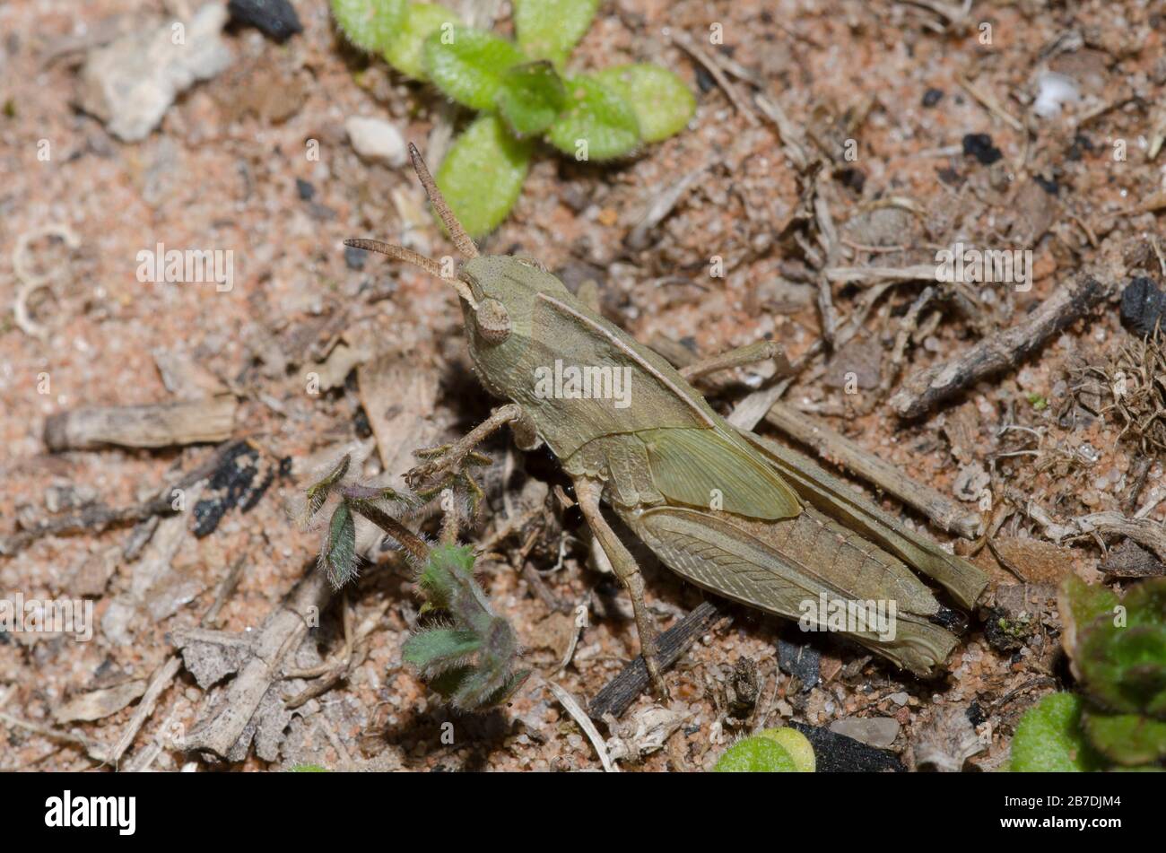 Green-striped Grasshopper, Chortophaga viridifasciata, nymph Stock ...