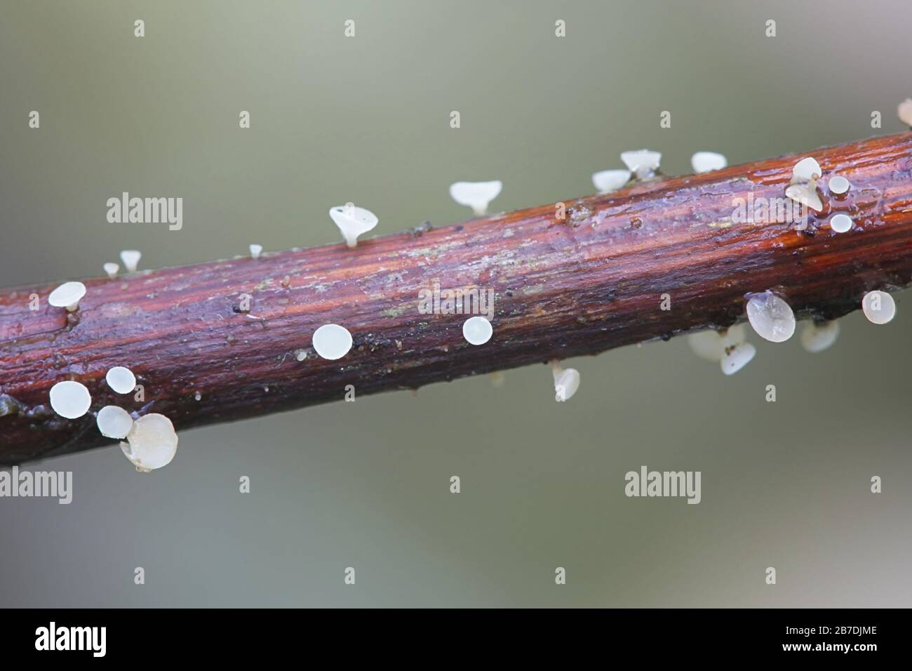 Sac Fungi High Resolution Stock Photography and Images - Alamy