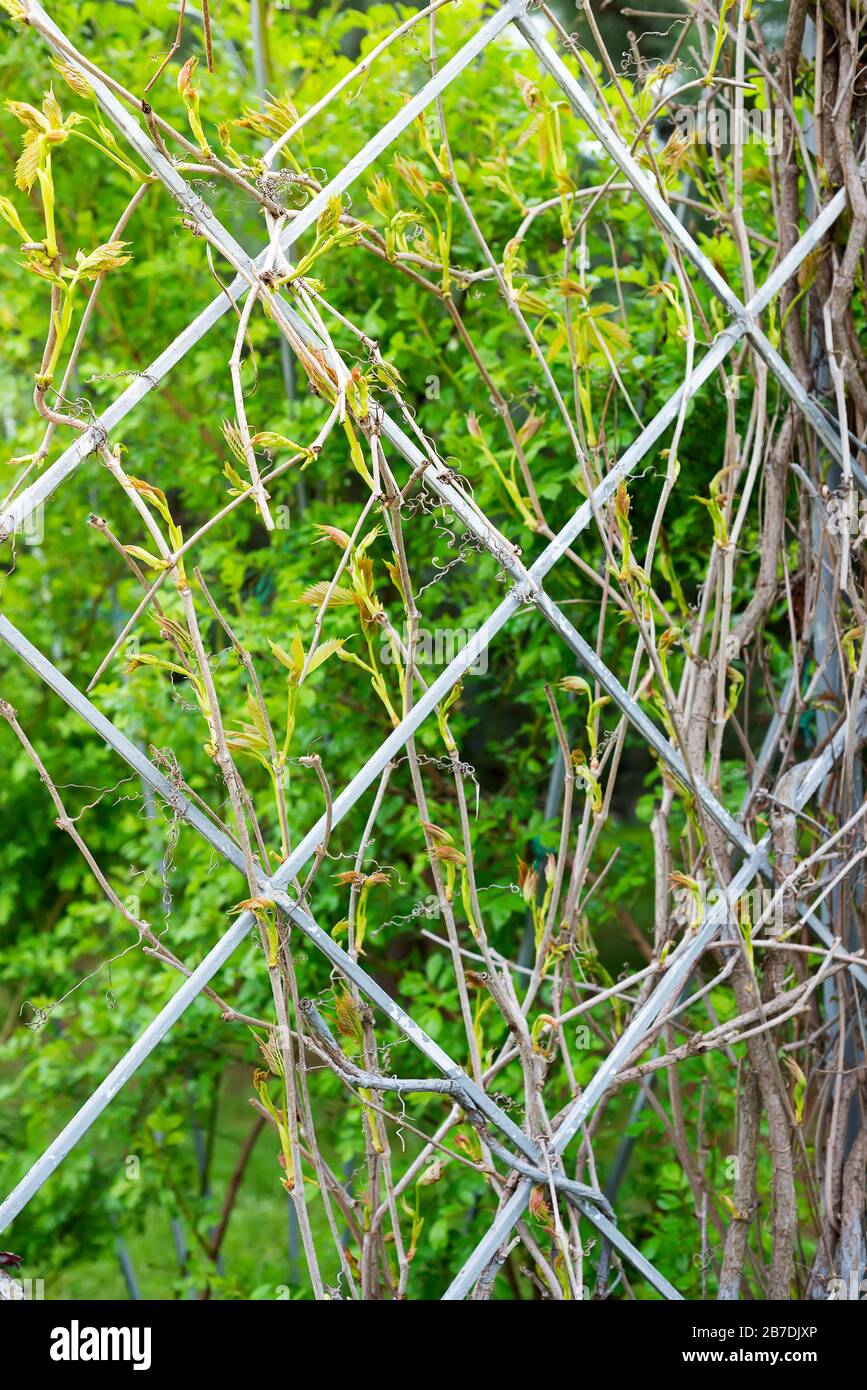 Vertical stems of climbing natural plants with fresh foliage on an iron ...