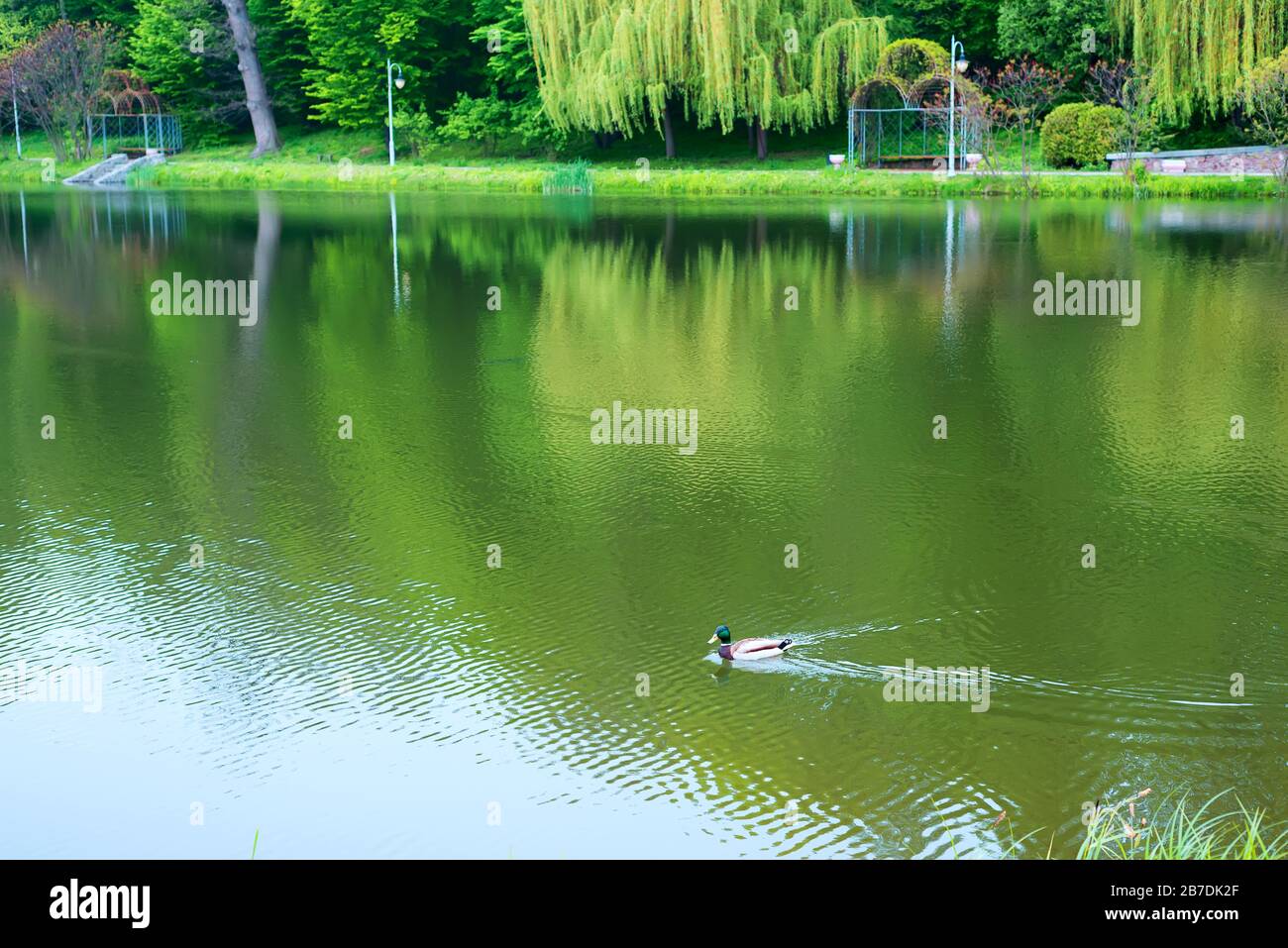 Pond surface reflections trees moving hi-res stock photography and ...