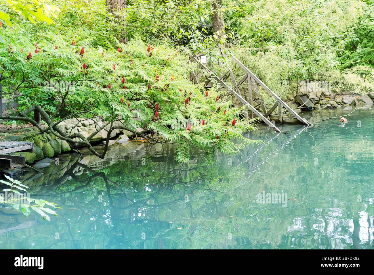 Fresh green foliage of sumach tree above the water surface of light ...