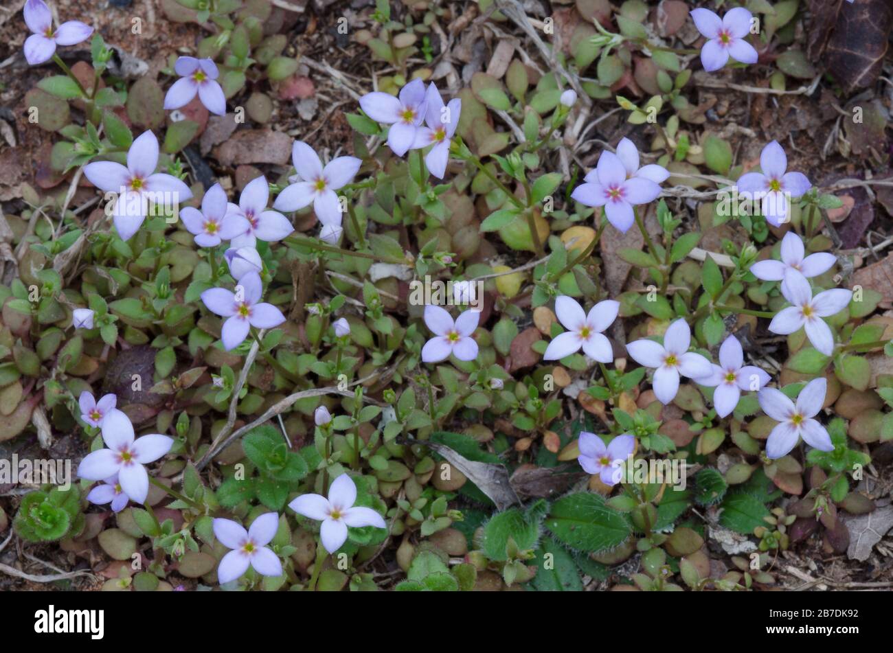 Bluets High Resolution Stock Photography and Images - Alamy