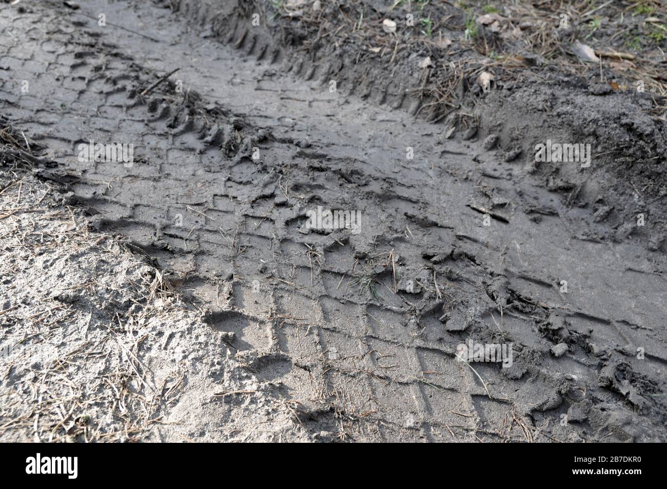 Traces of the tread of a truck tire on the ground, dirt. Track. Off ...