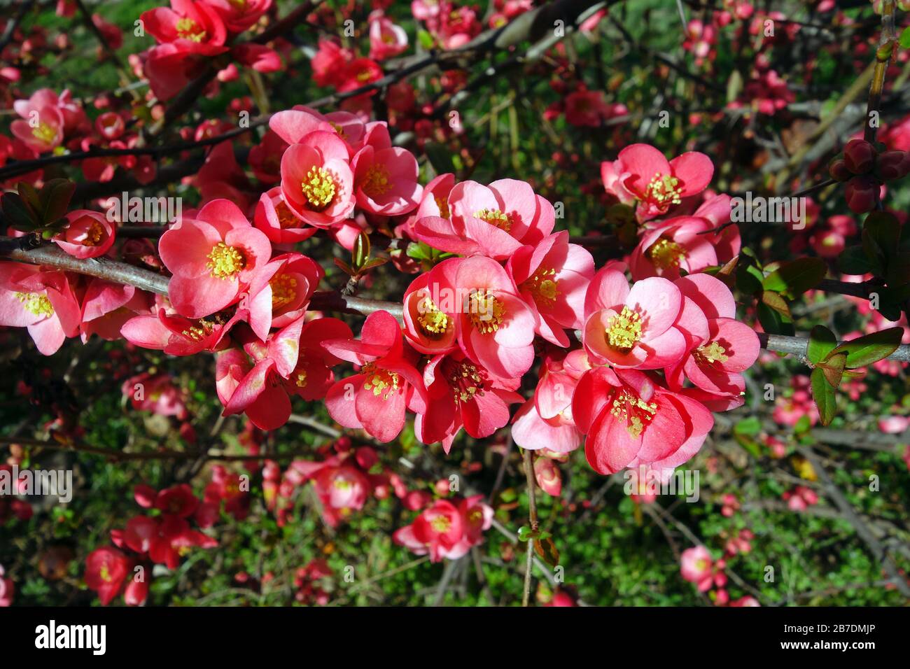 Japanese quince or Maule's quince, Japanische Zierquitte, Cognassier du ...