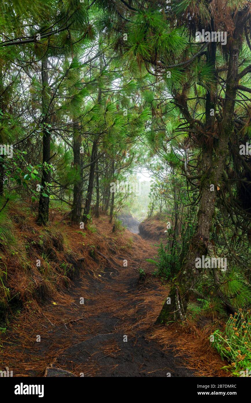 Hiking trail through dense forest on Acatenango volcano in Guatemala ...