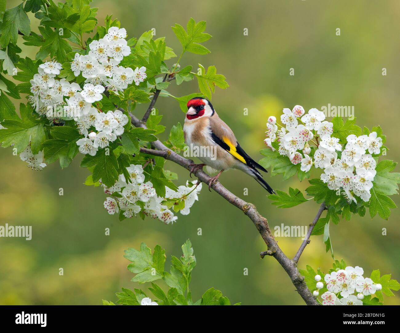Goldfinch habitat hi-res stock photography and images - Alamy
