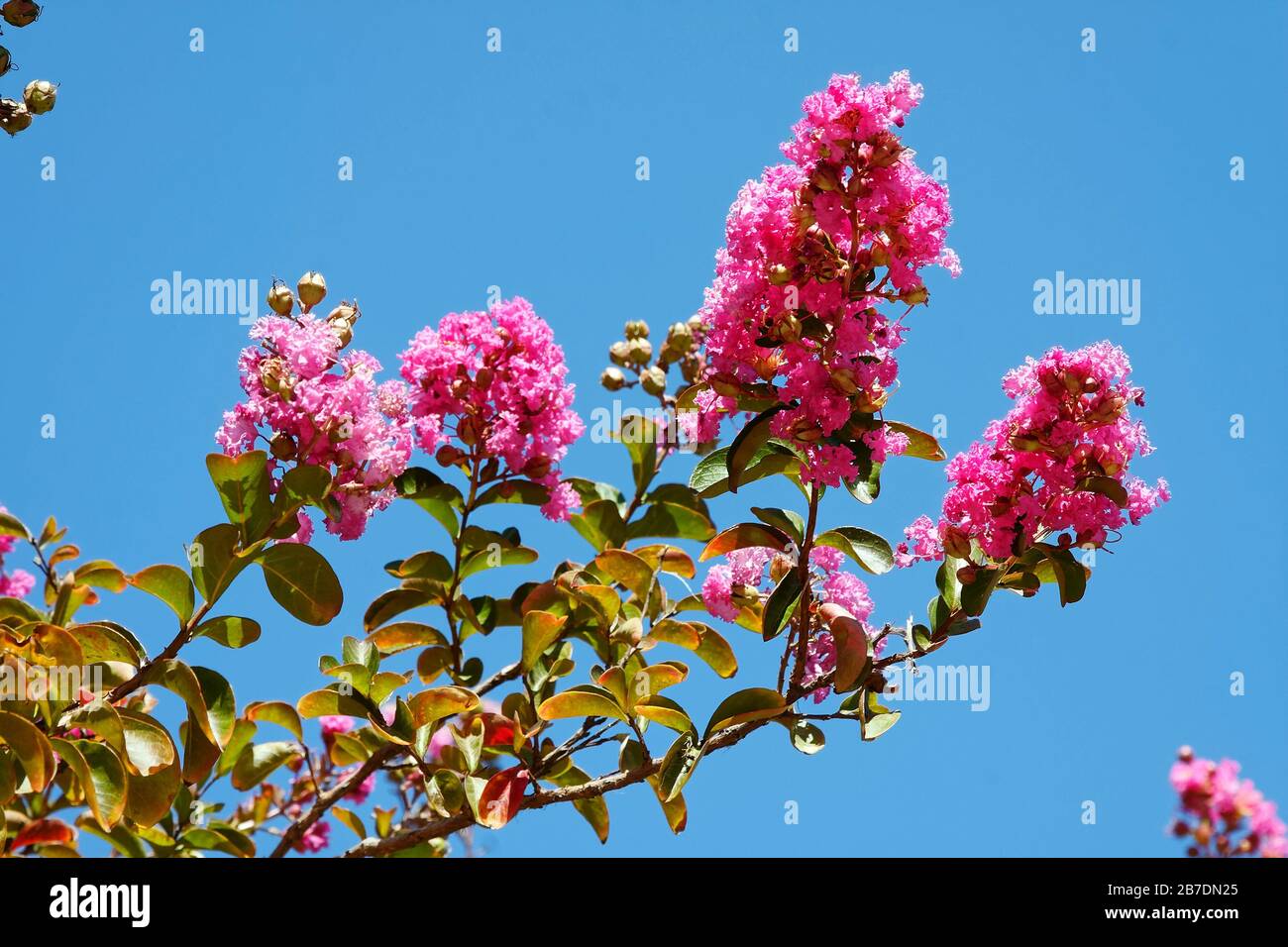 deep pink flowers, cluster, tree, South America; Buenos Aires ...