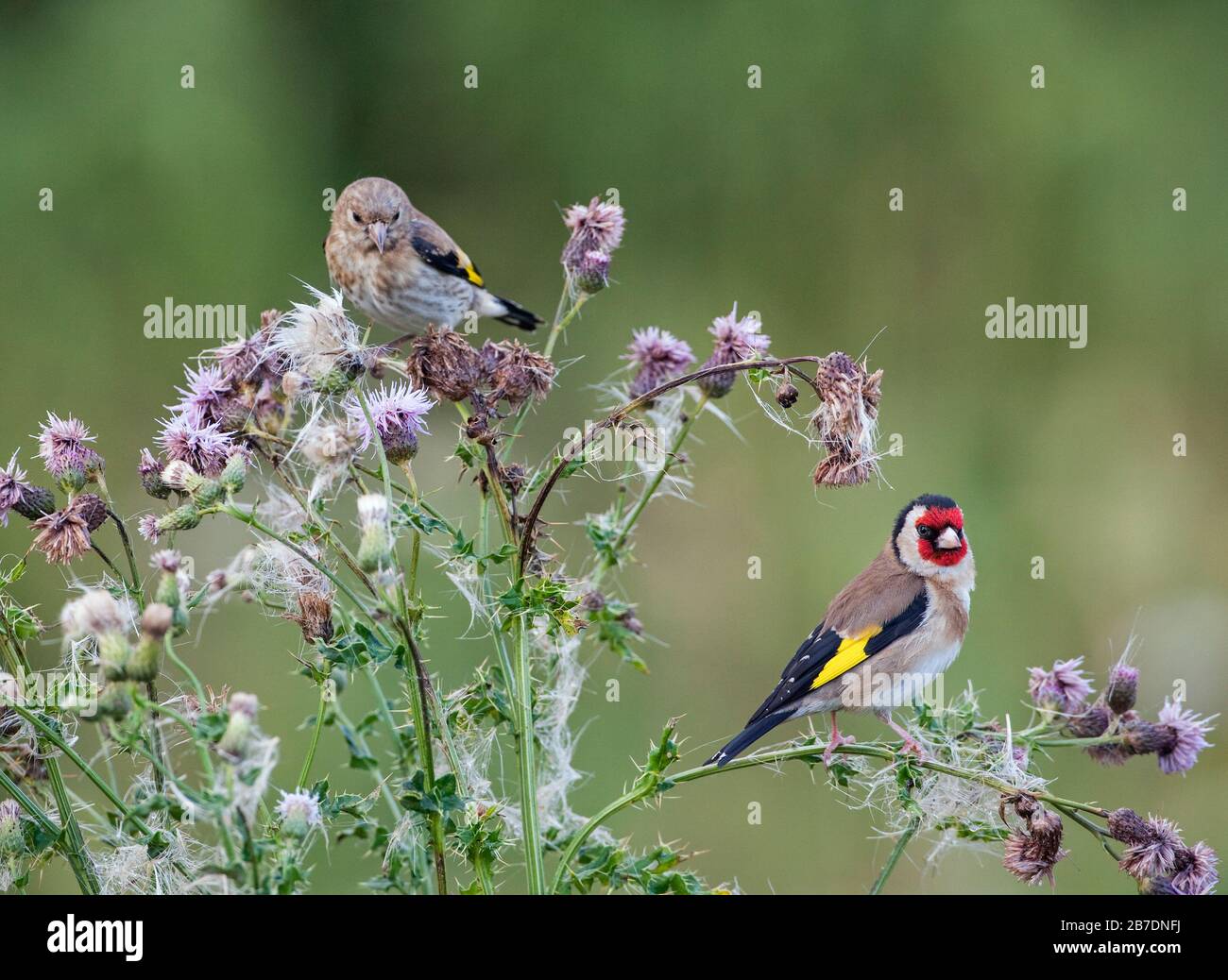 Habitat corridor seeds hi-res stock photography and images - Alamy