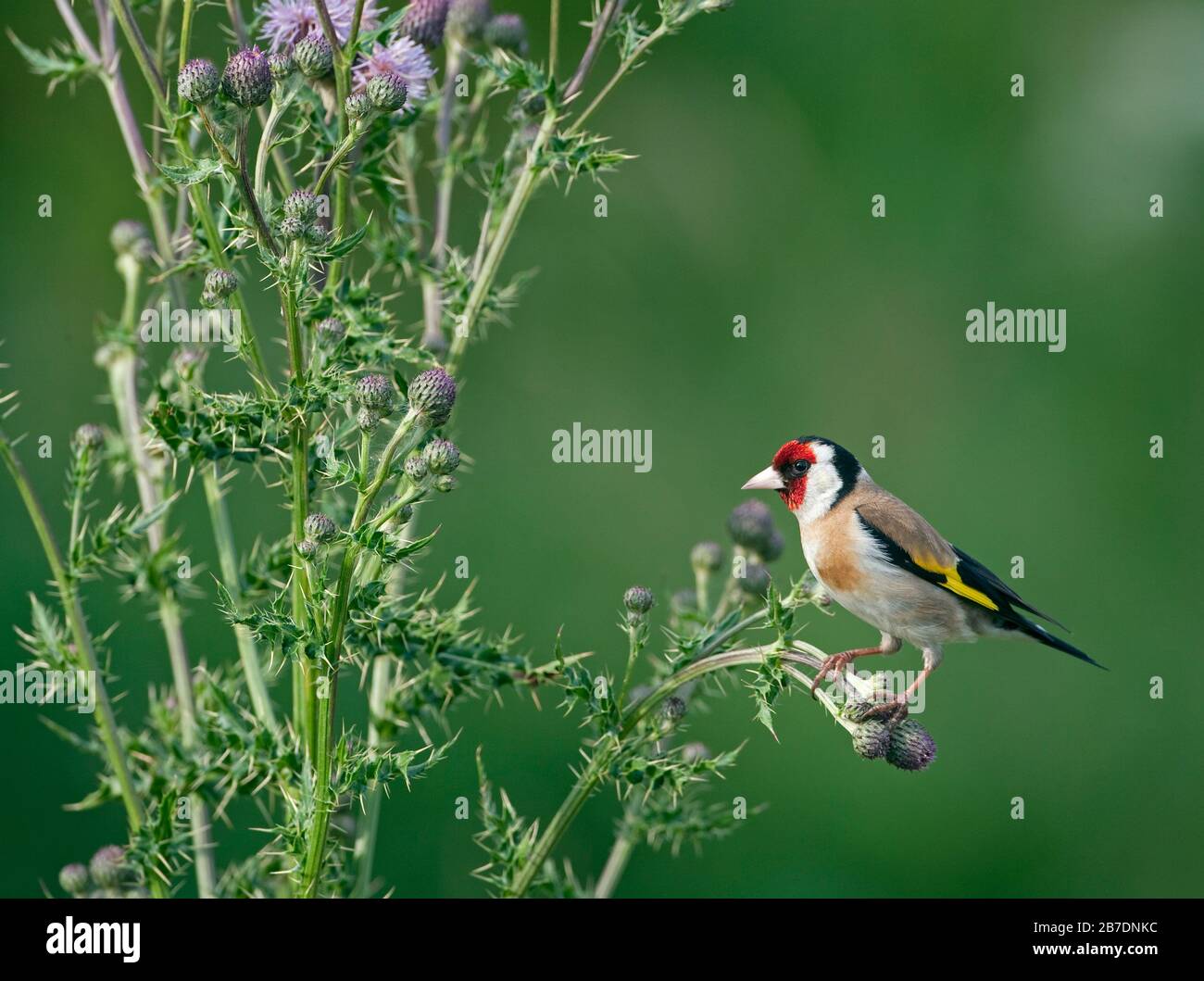 Habitat corridor seeds hi-res stock photography and images - Alamy