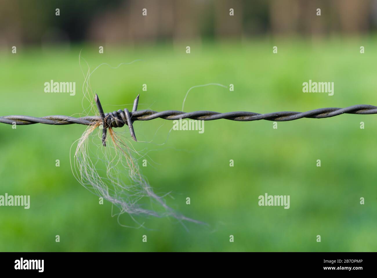 Animal fur on barbed wire fence hi-res stock photography and images - Alamy