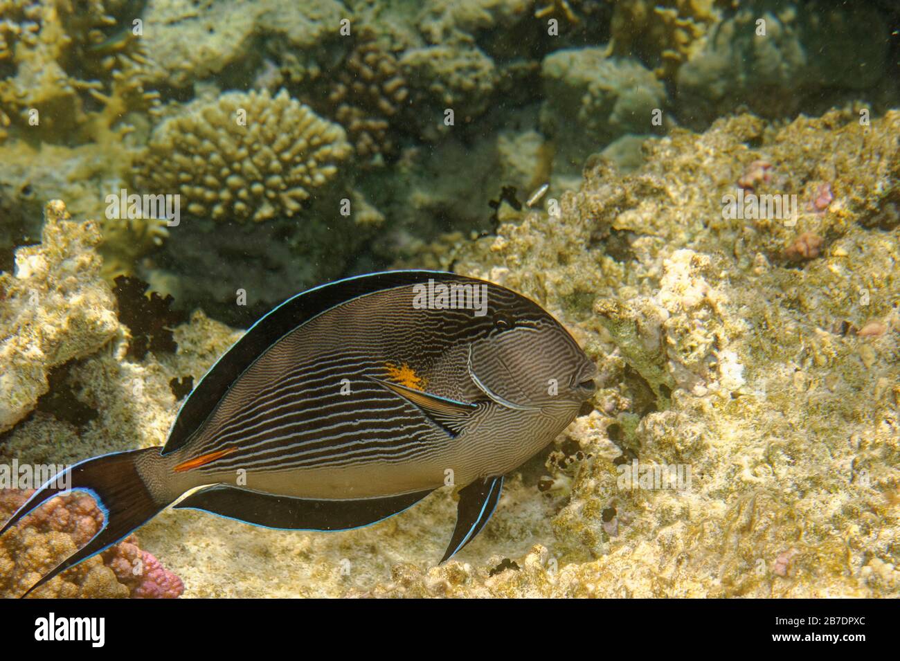 Red Sea coral life Stock Photo - Alamy