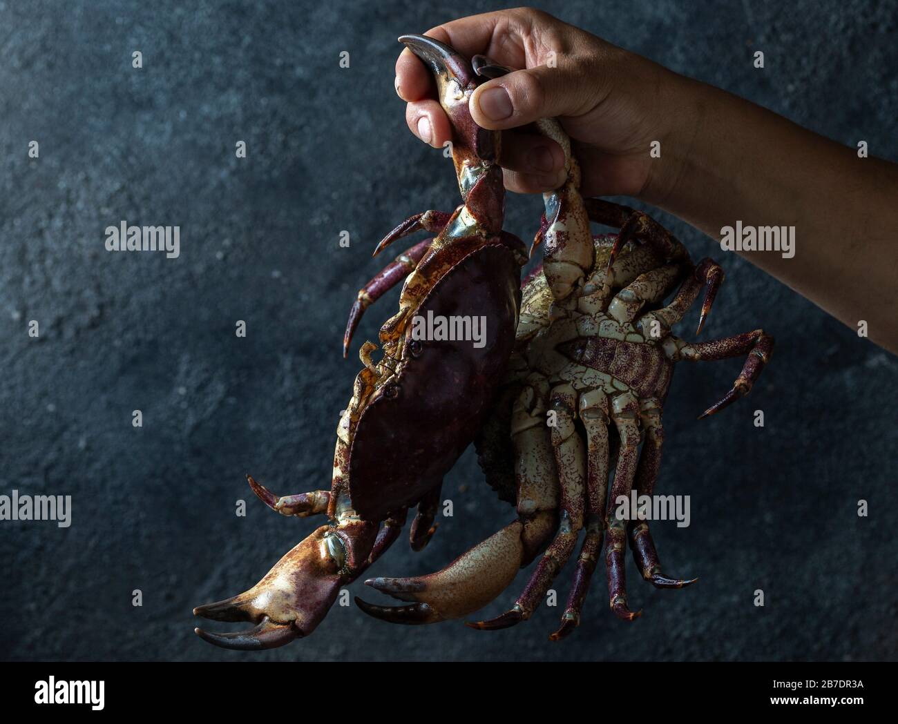 Mans hand holding Two Crabs Stock Photo - Alamy