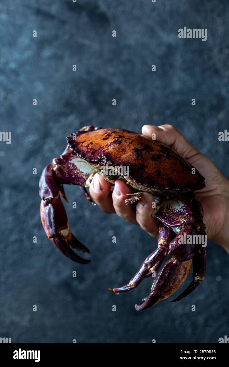 Mans hand holding Two Crabs Stock Photo - Alamy