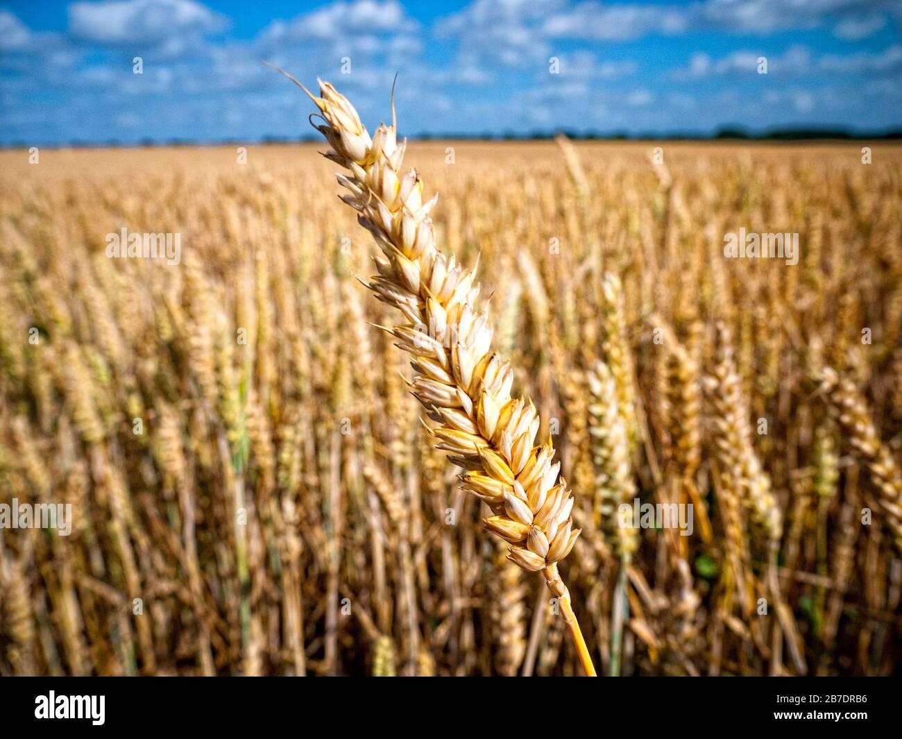 Closeup of an ear of wheat with a field of ripe wheat as background ...