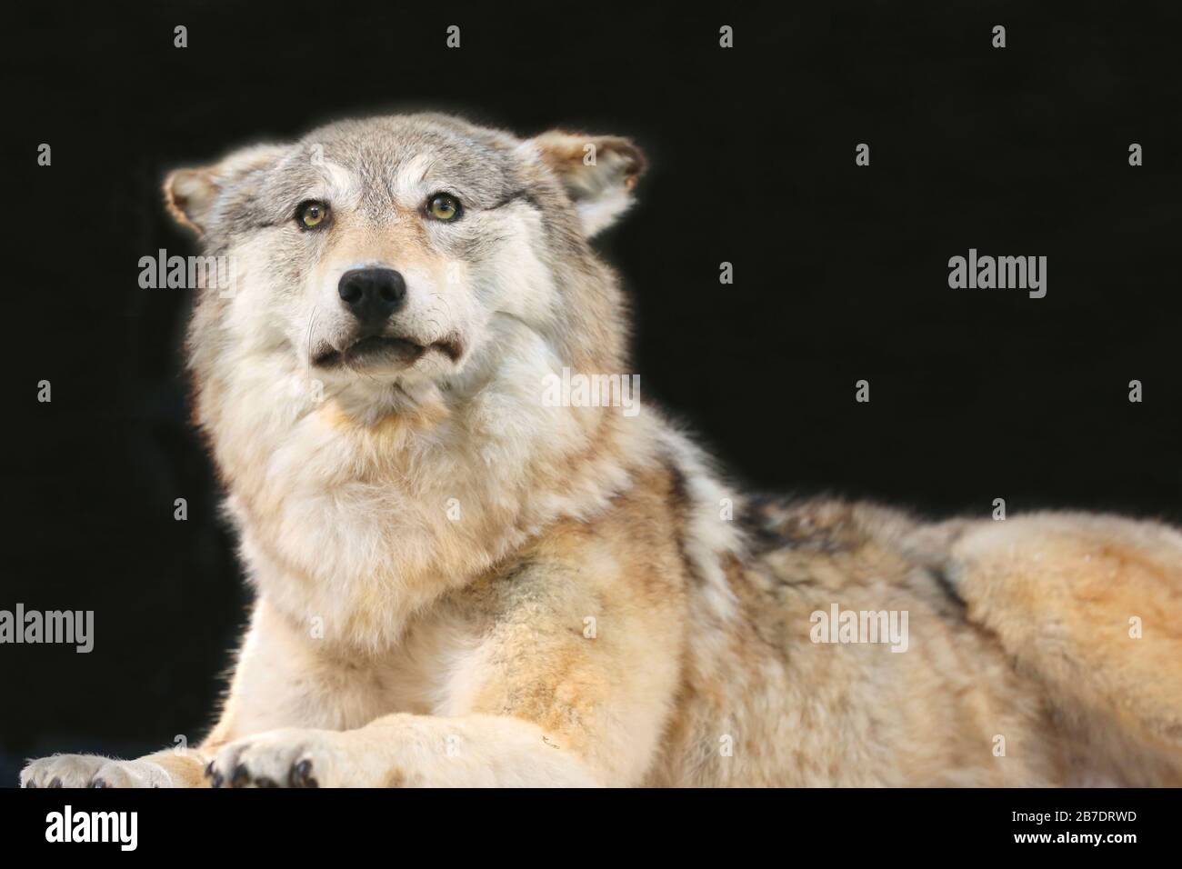 Head shot closeup portrait of a lying steppe wolf on isolated black ...