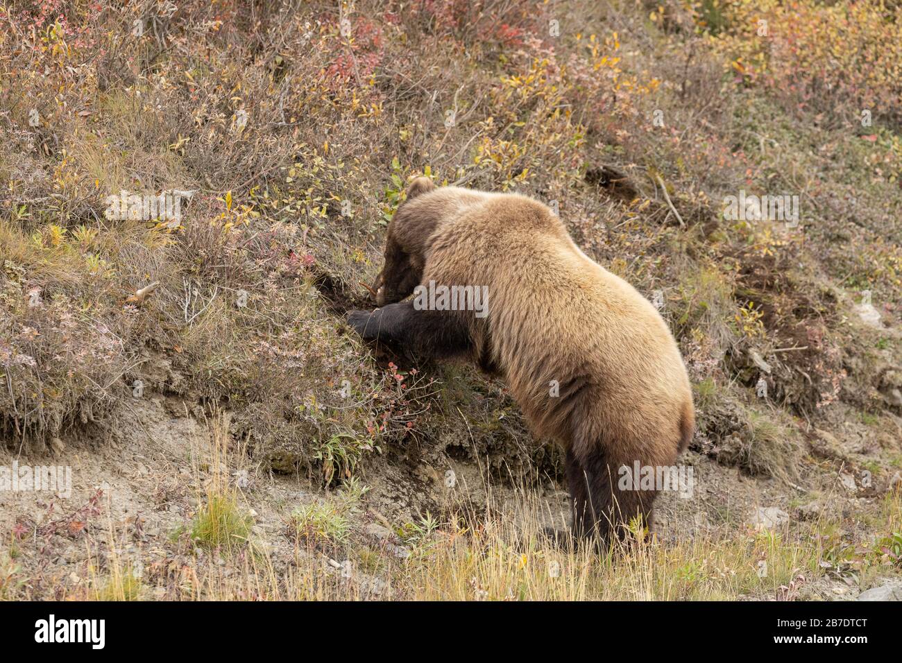 Grizzly Bear in Fall in Denali National Park Alaska Stock Photo - Alamy