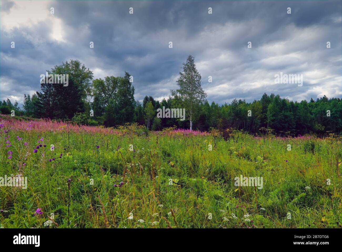 Beautiful mountain landscape with wildflowers in the meadow on a ...
