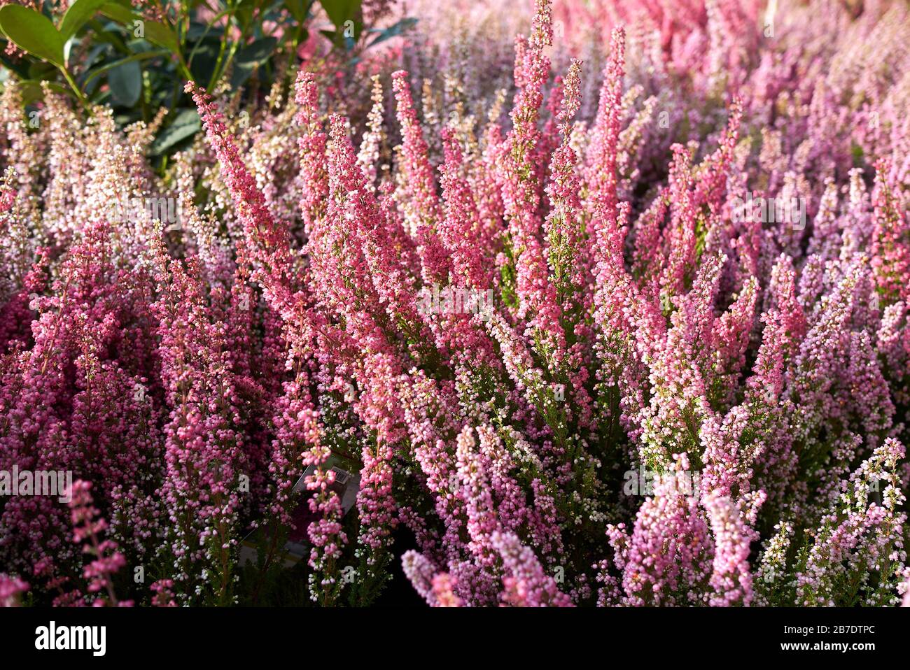 Erica gracilis hi-res stock photography and images - Alamy