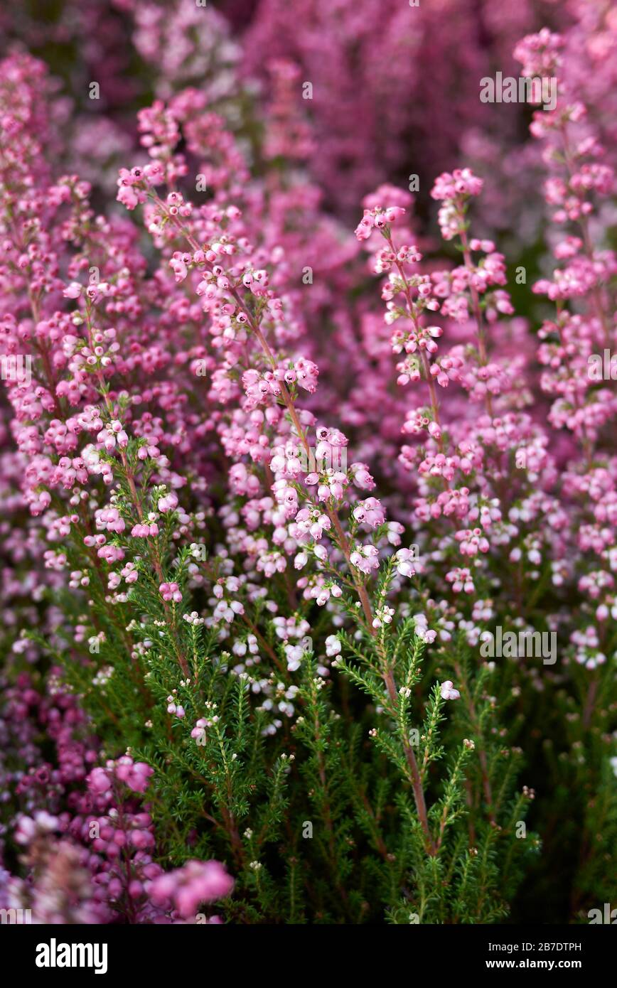 Cape erica hi-res stock photography and images - Alamy