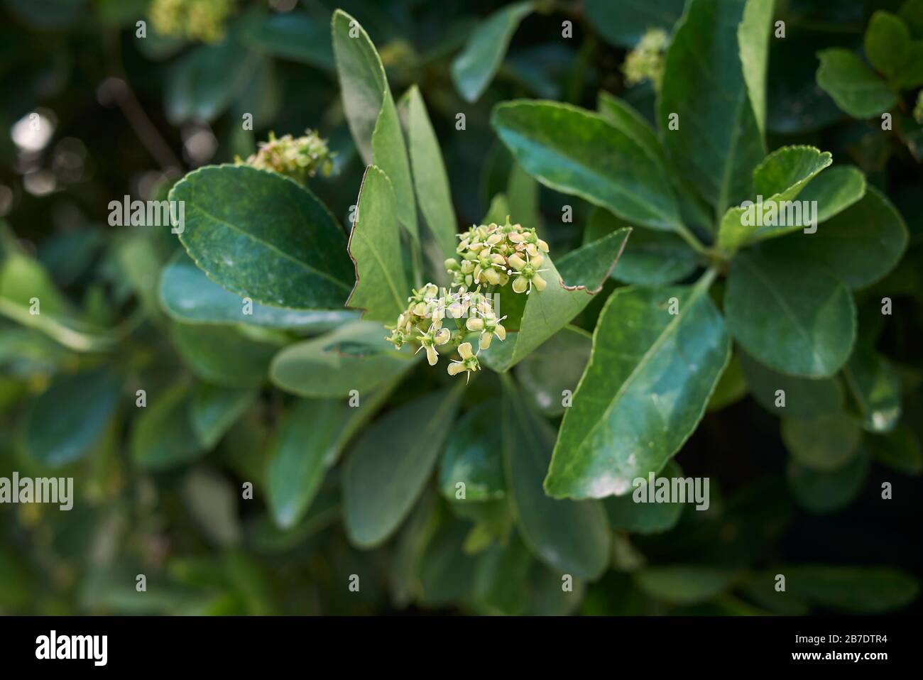 Euonymus japonicus green hedge hi-res stock photography and images - Alamy