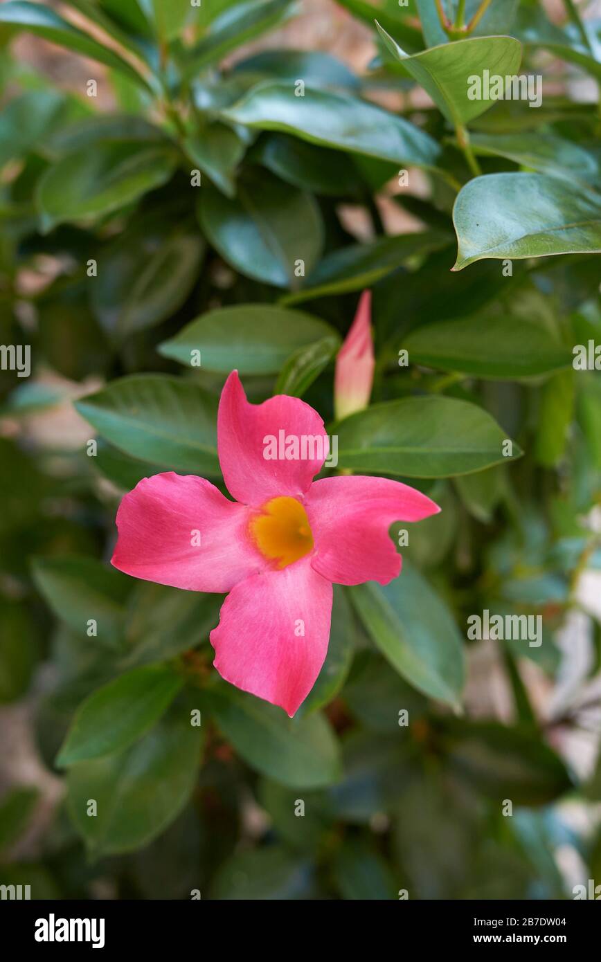 Mandevilla Vines High Resolution Stock Photography and Images - Alamy