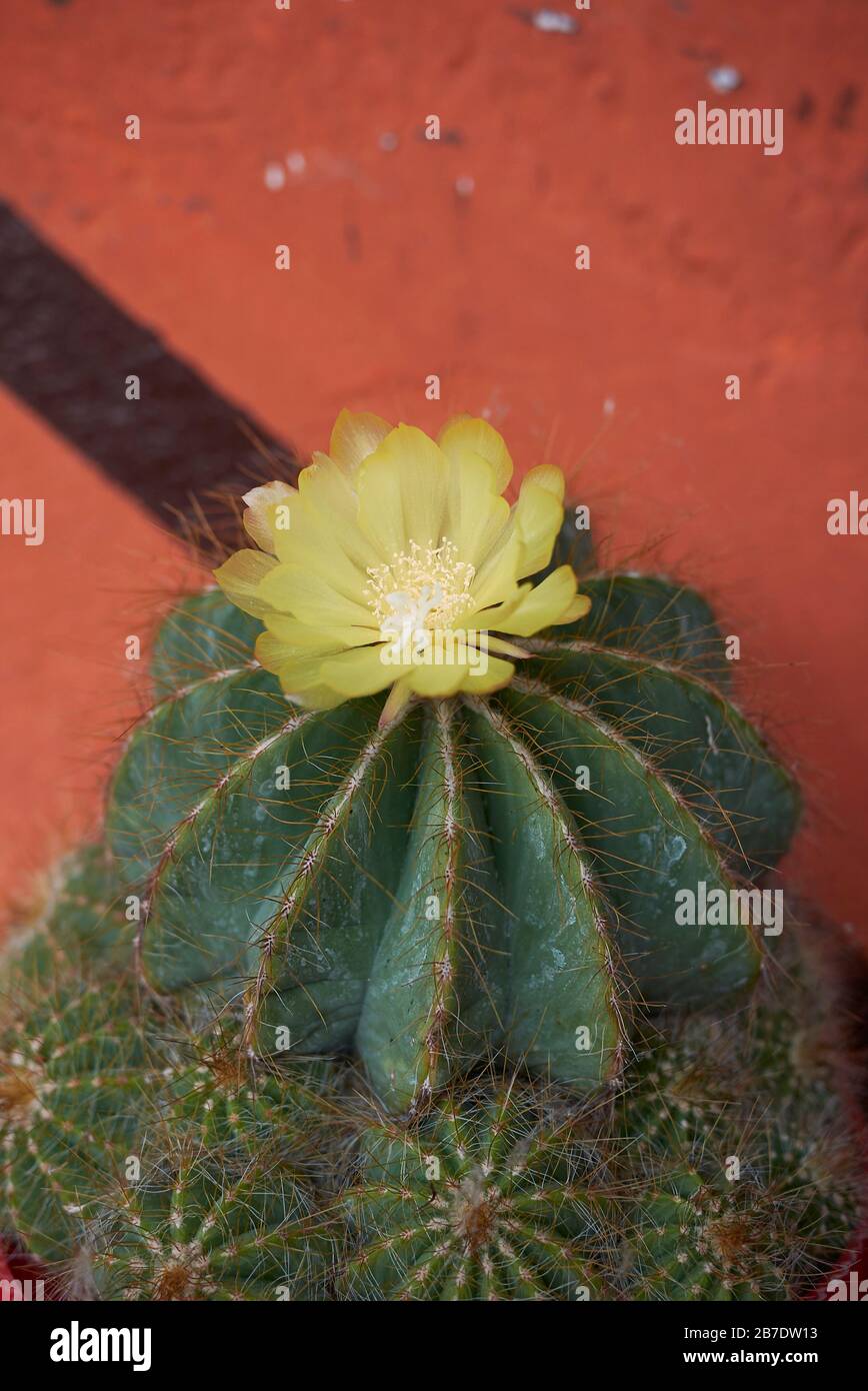 Parodia Magnifica High Resolution Stock Photography and Images - Alamy