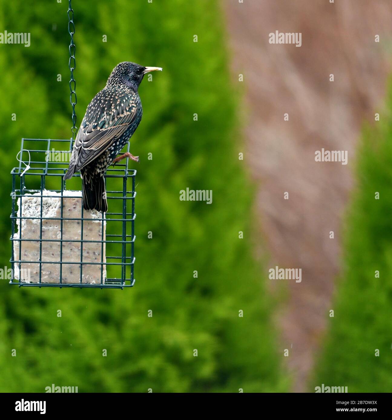 A starling sits on a block of bird food in a house garden Stock Photo ...